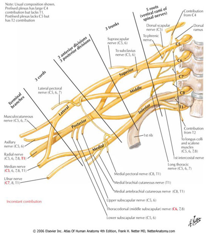MR Brachial Plexus (Bilateral) WWO ENT Protocol | OHSU