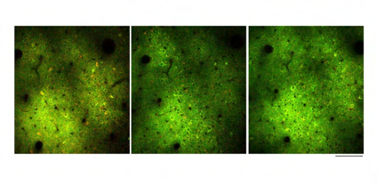 Behavioral Neuroscience | OHSU